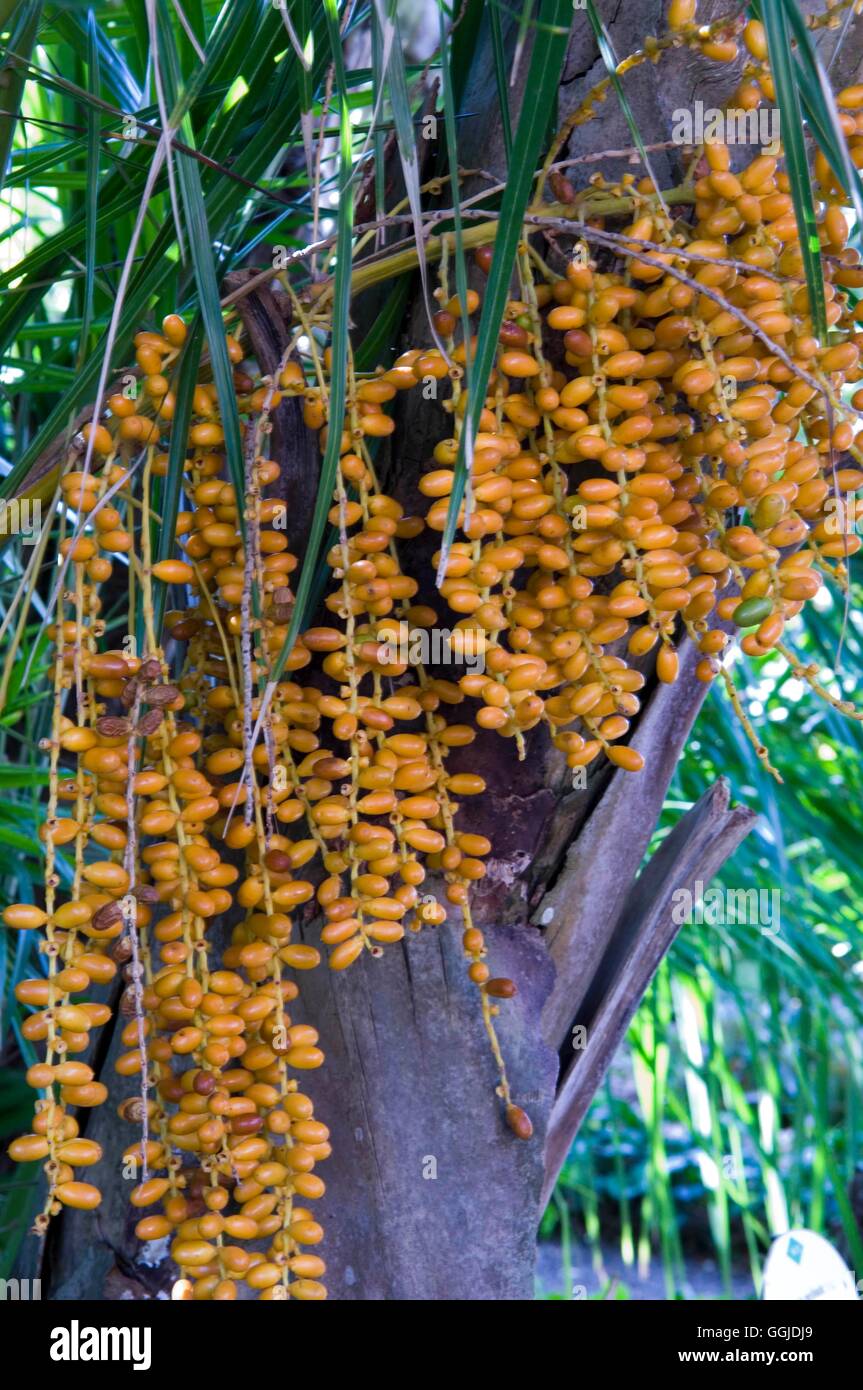 Phoenix reclinata- showing fruits (edible)- - (Female) MIW250883 ...