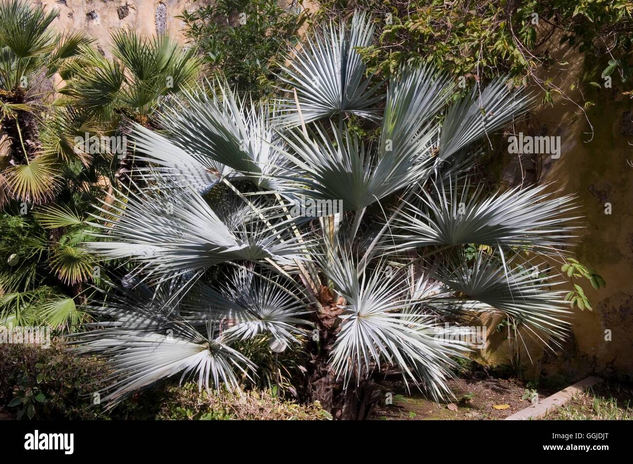 Brahea armata- - Blue Hesper Palm MIW250889 Stock Photo - Alamy