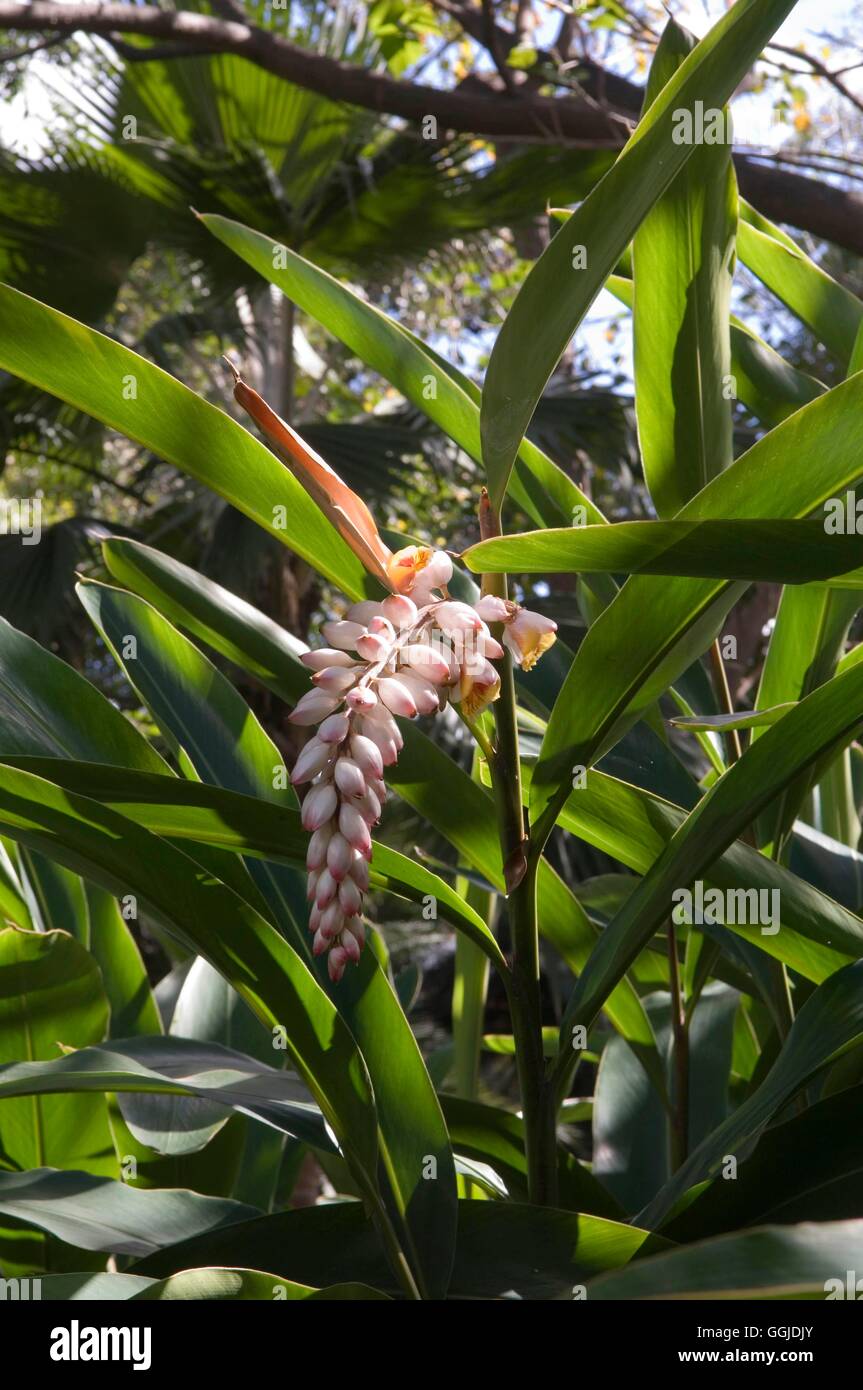 Alpinia zerumbet hi-res stock photography and images - Alamy