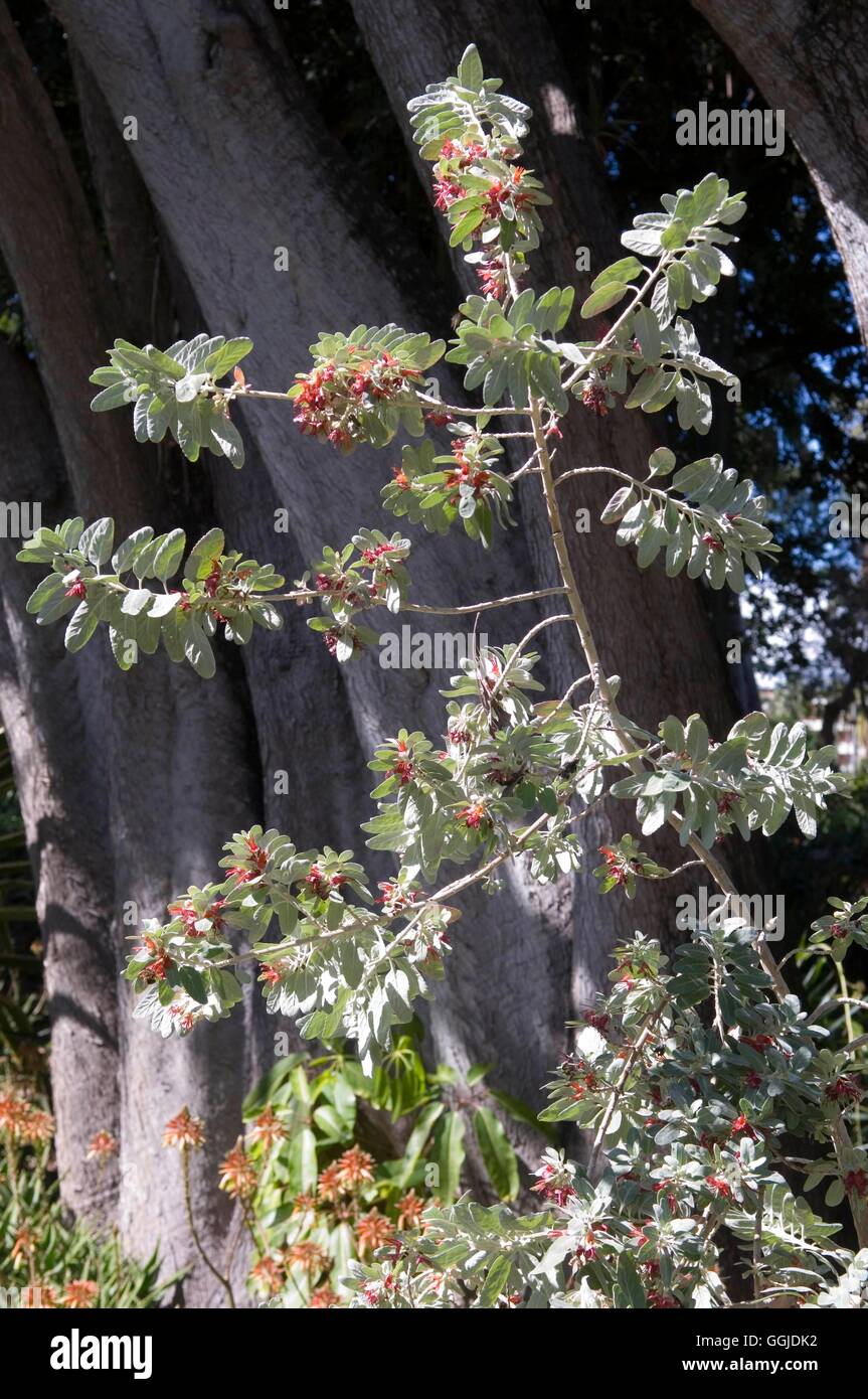 Teucrium heterophyllum hi-res stock photography and images - Alamy