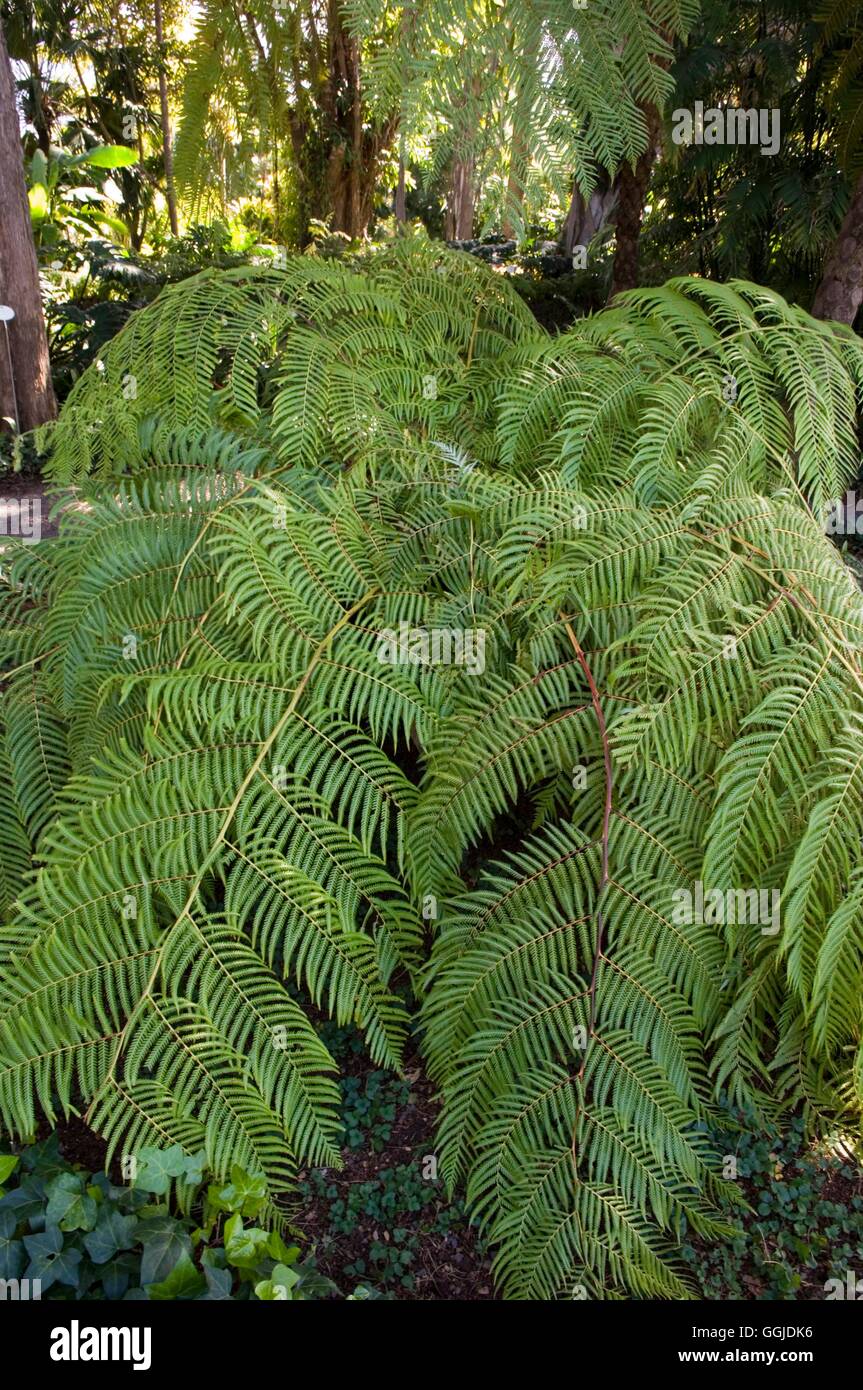 Mexican tree fern hi-res stock photography and images - Alamy