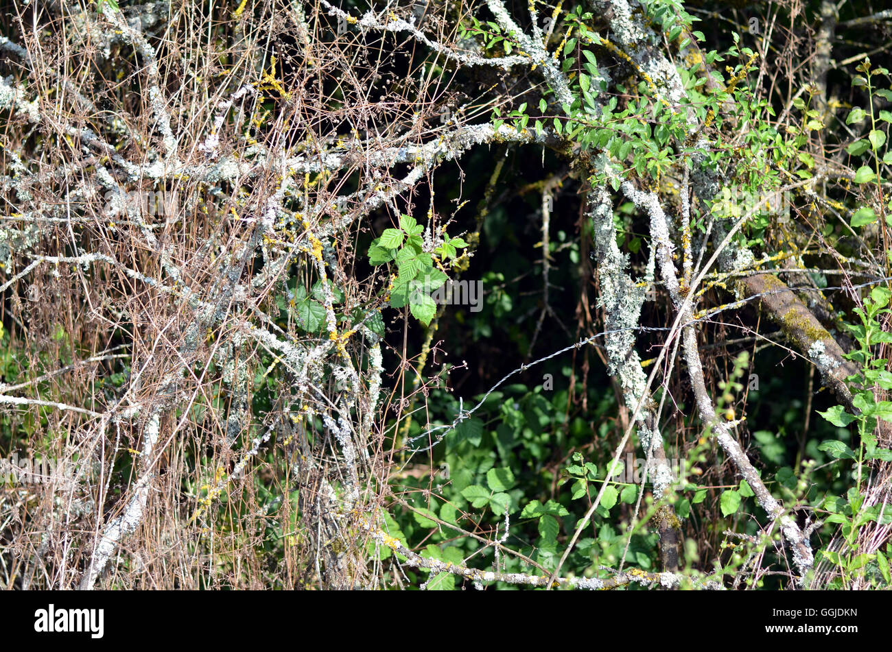 pricky shrub bramble bush in wild landscape during french summer Stock ...