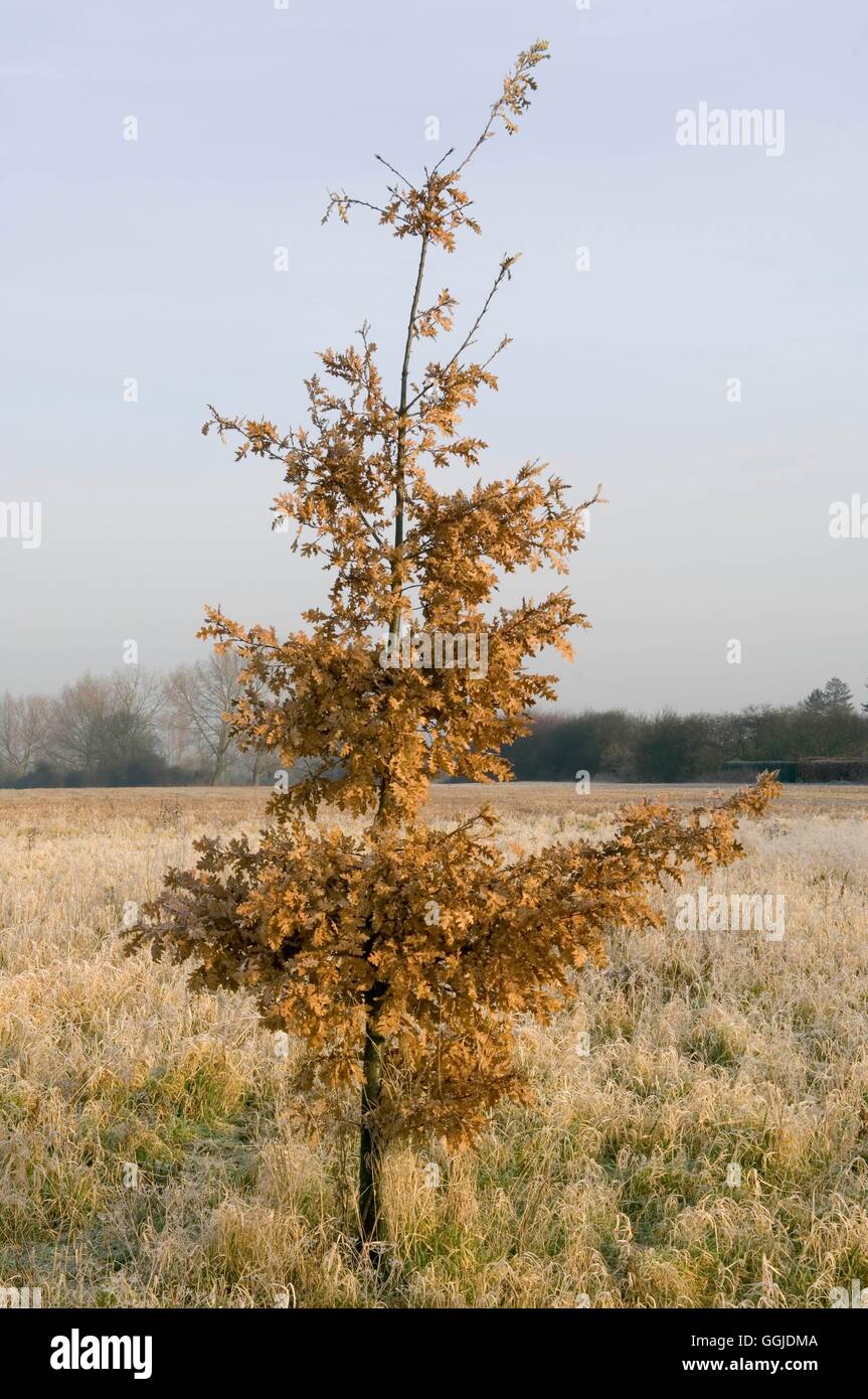 Quercus robur- - Young tree in Winter retaining foliage.- - English Oak ...