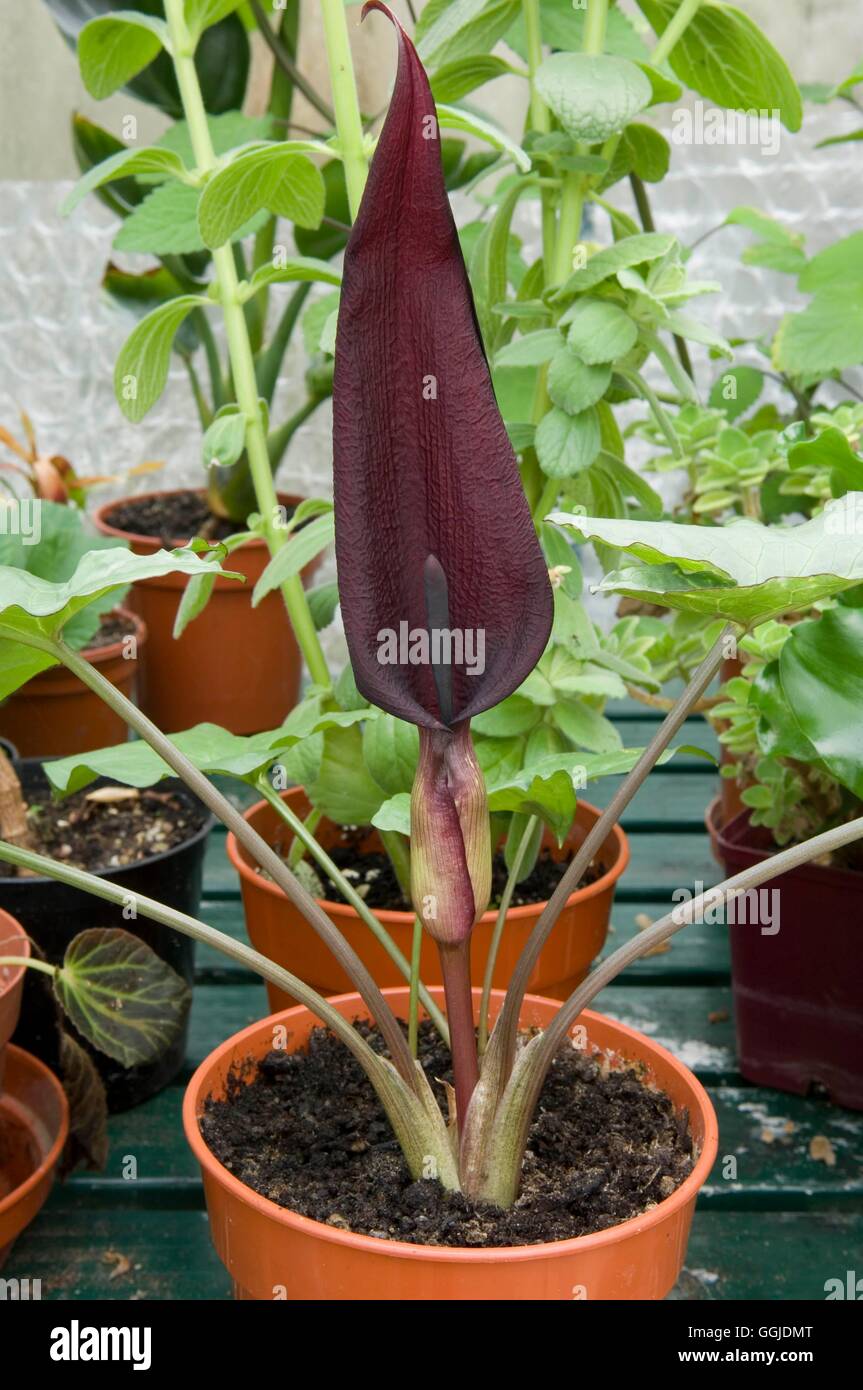 Arisema fargesii MIW250932 Stock Photo - Alamy