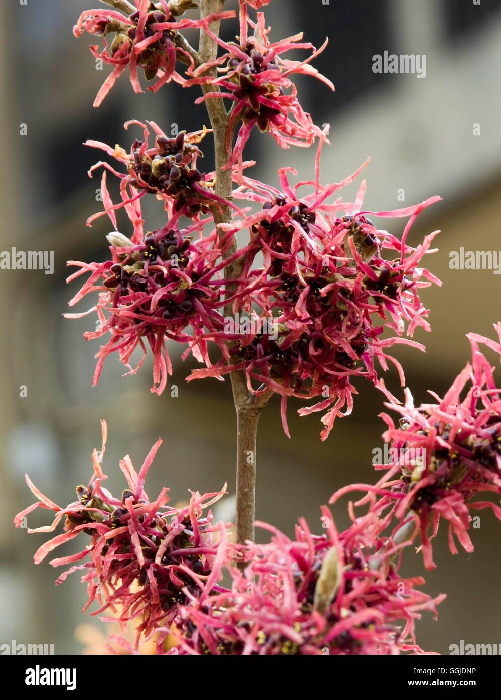 Hamamelis x intermedia - 'Livia' MIW250952 Stock Photo - Alamy