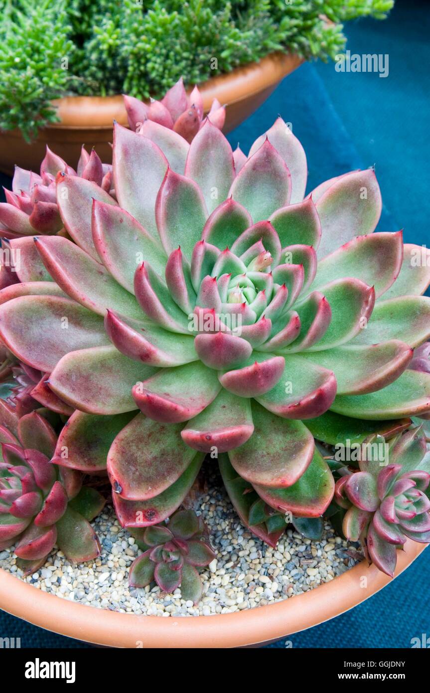 Echeveria - 'Gilva Red' MIW250956 Stock Photo - Alamy