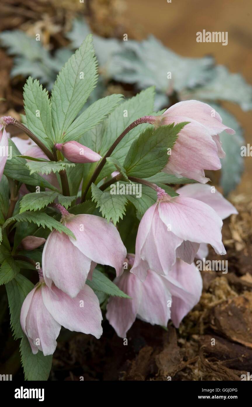 Helleborus thibetanus hi-res stock photography and images - Alamy
