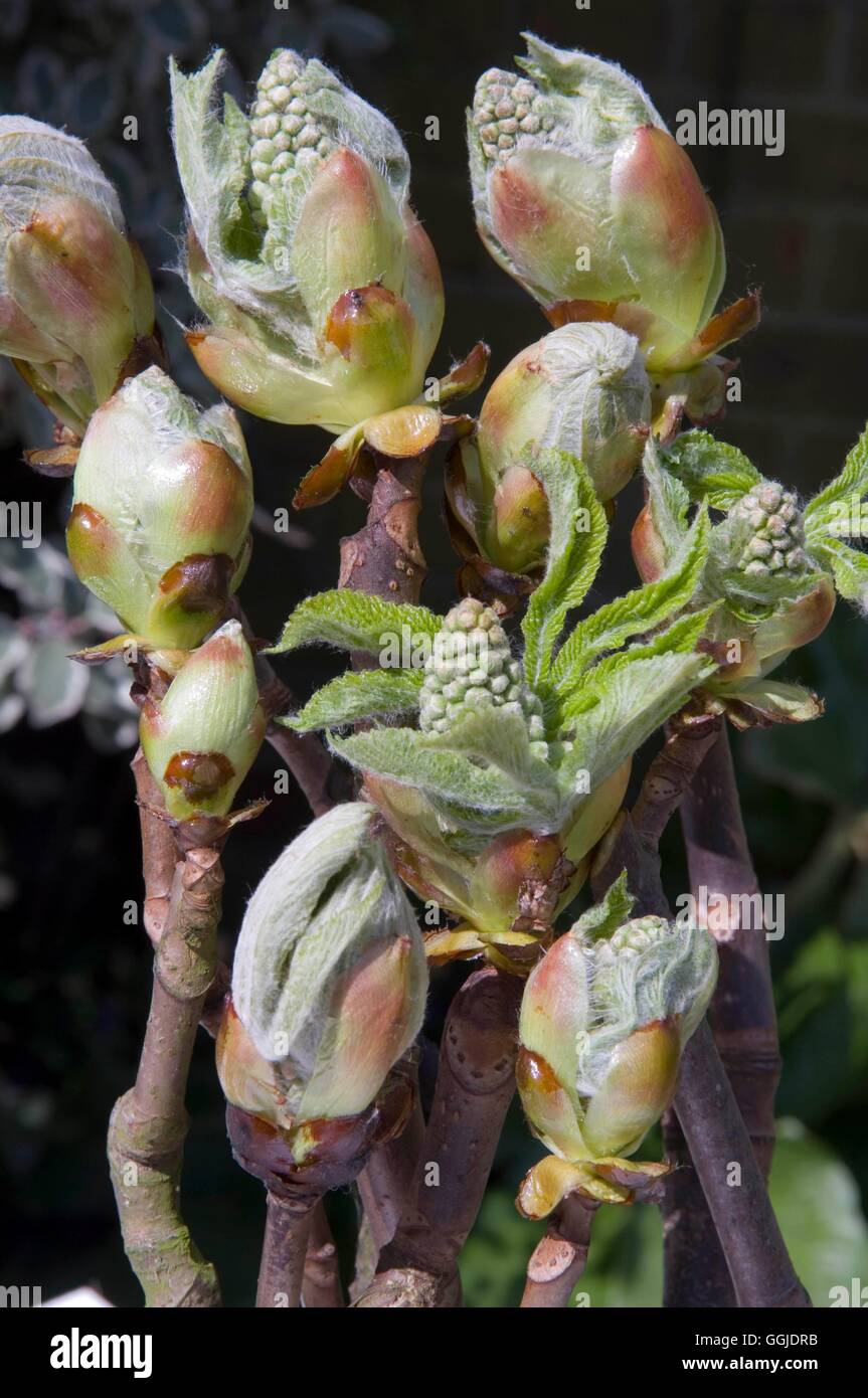 Aesculus hippocastanum AGM- showing Sticky Buds just opening ...