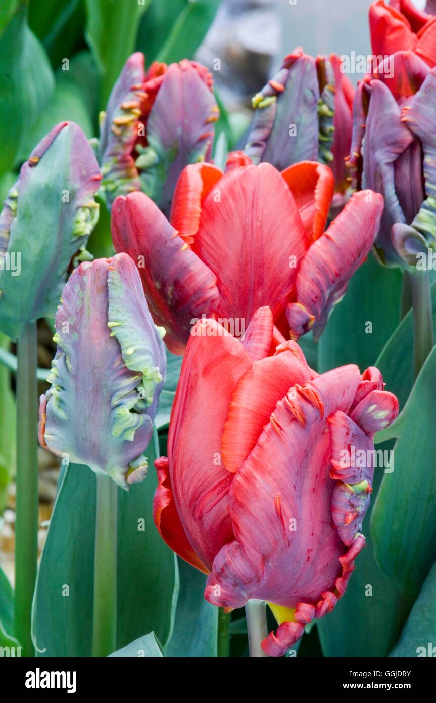 Rococo hi-res stock photography and images - Alamy