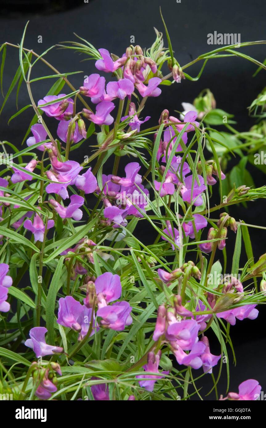 Lathyrus vernus - 'Gracilis' MIW251009 Stock Photo - Alamy