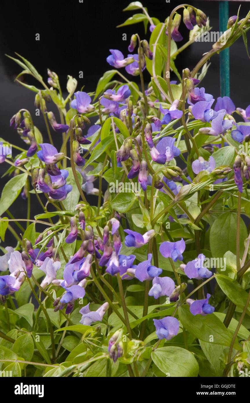 Lathyrus vernus cyaneus hi-res stock photography and images - Alamy