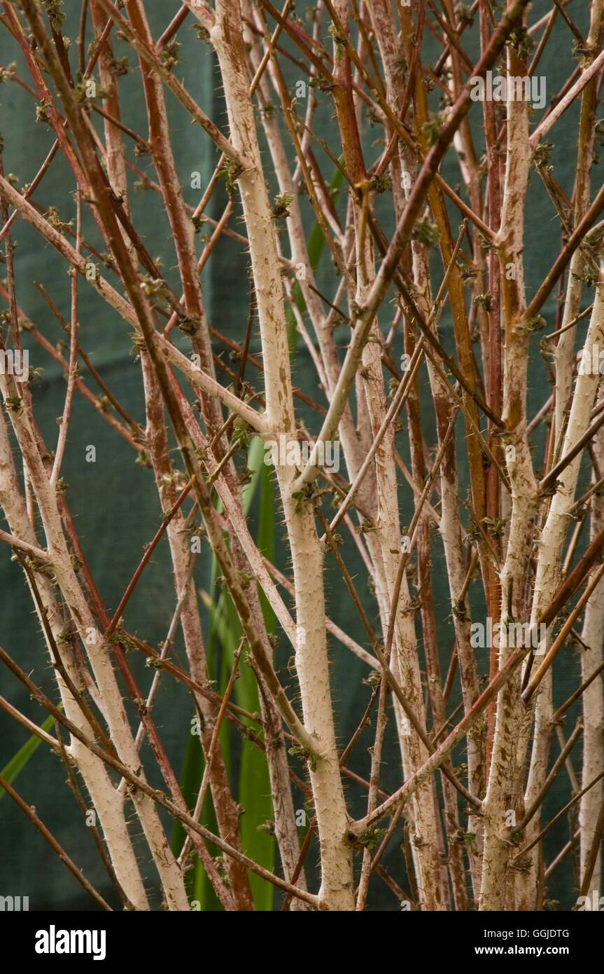 Rubus cockburnianus hi-res stock photography and images - Alamy