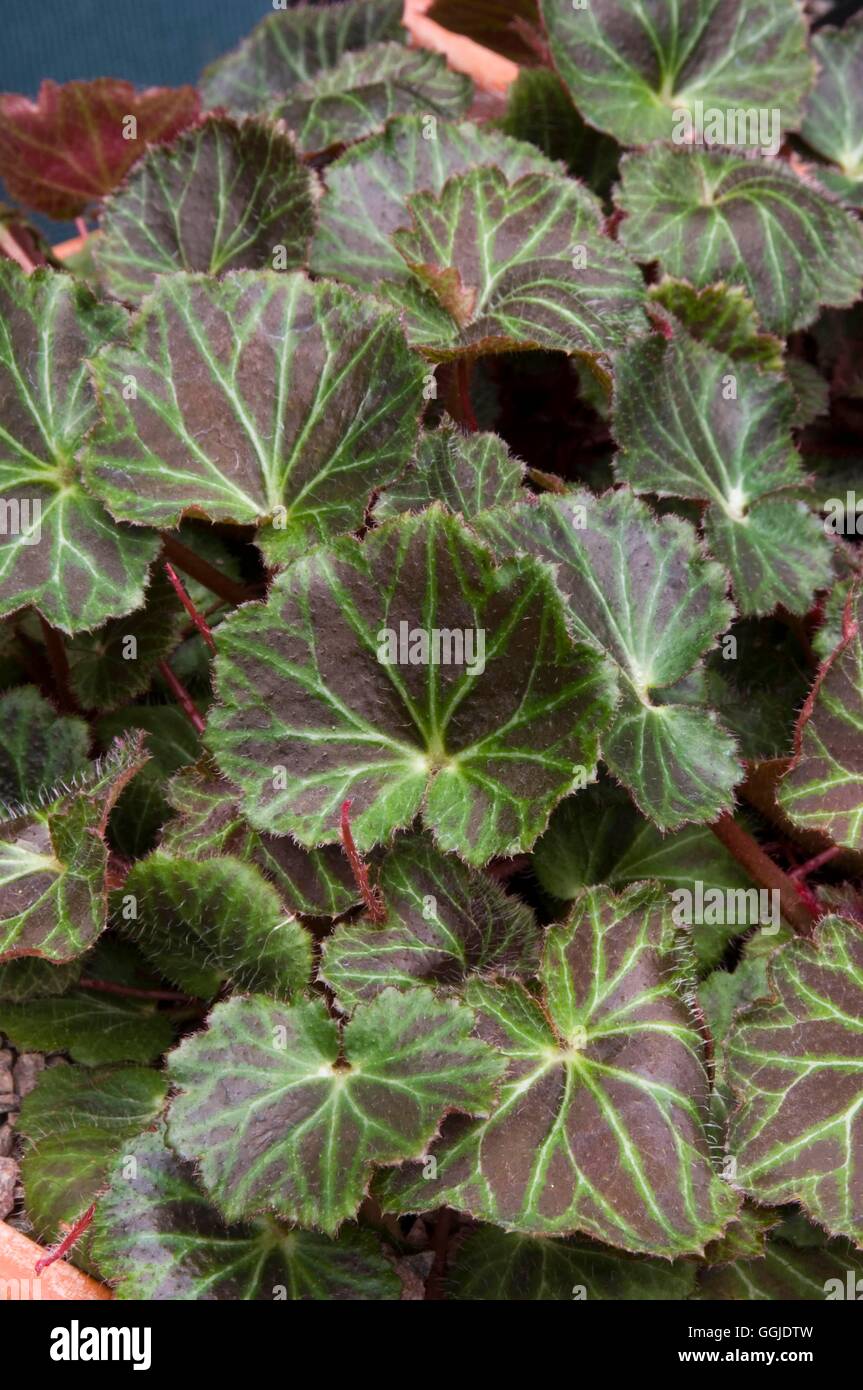 Saxifraga stolonifera hi-res stock photography and images - Alamy