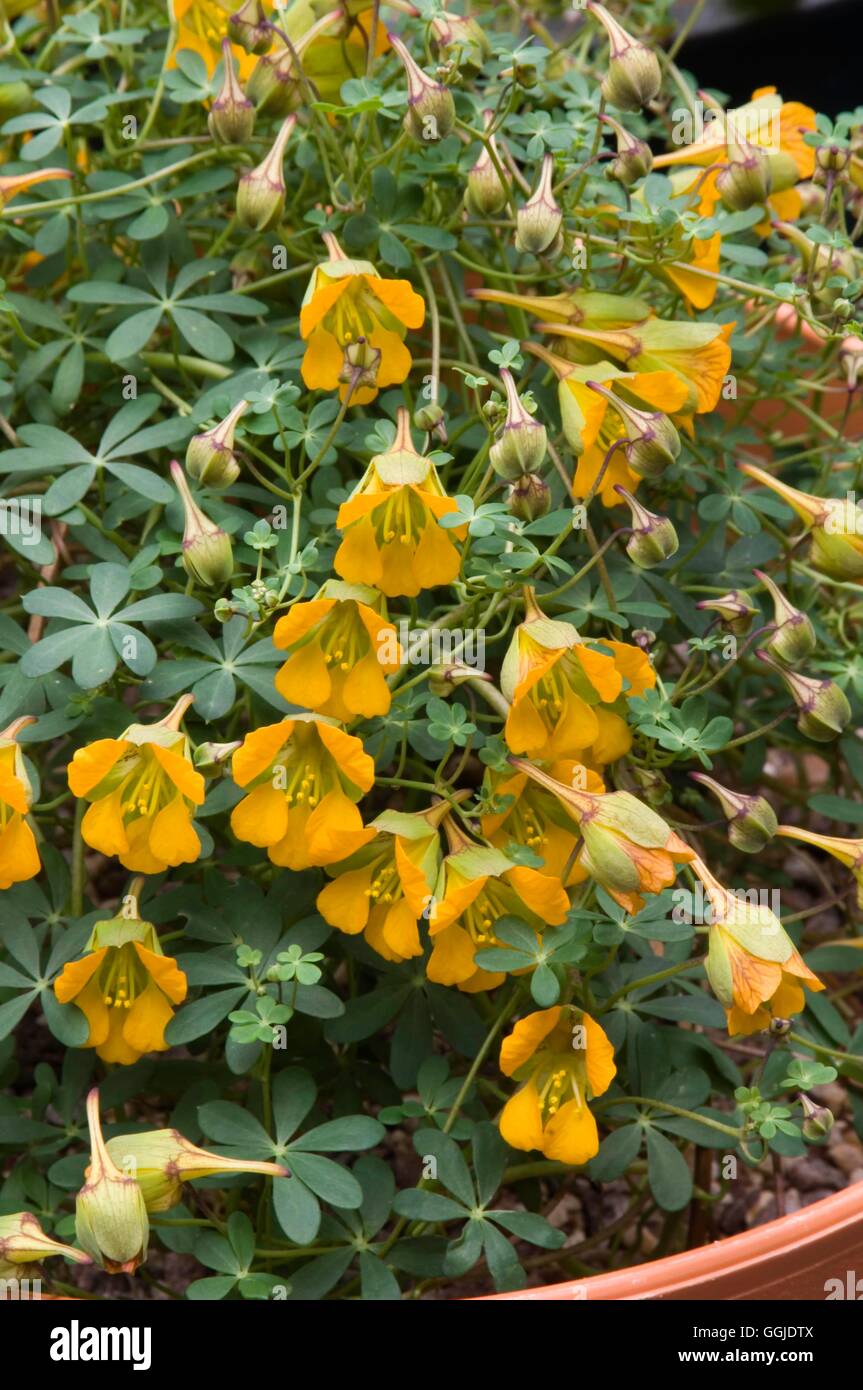Rhomboideum hi-res stock photography and images - Alamy