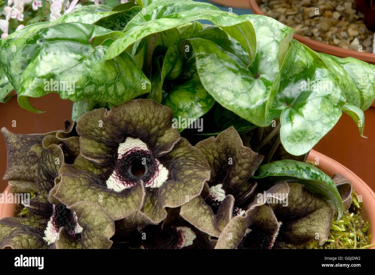 Asarum delavayi hi-res stock photography and images - Alamy