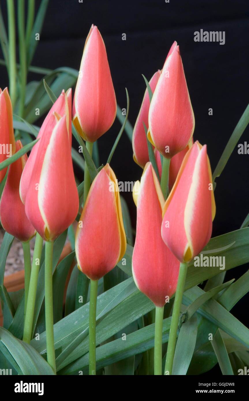 Tulipa- 'Taco' MIW251029 Stock Photo - Alamy