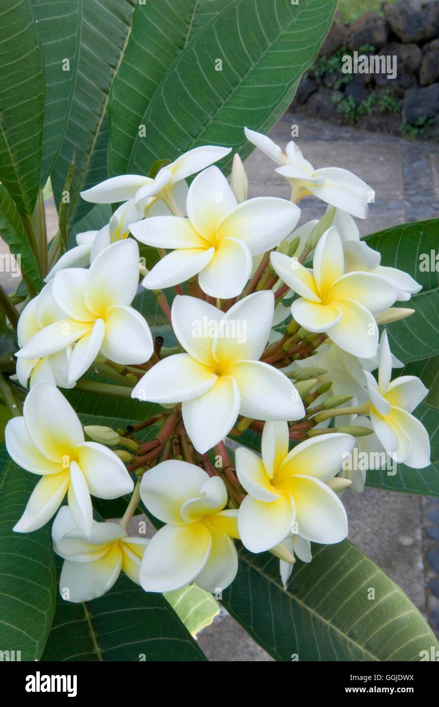 Plumeria rubra - Frangipani MIW251041 Stock Photo - Alamy