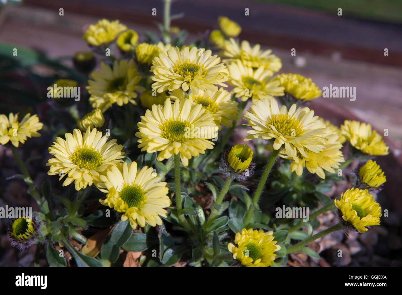 Erigeron aureus- 'Canary Bird' MIW251050 Stock Photo - Alamy