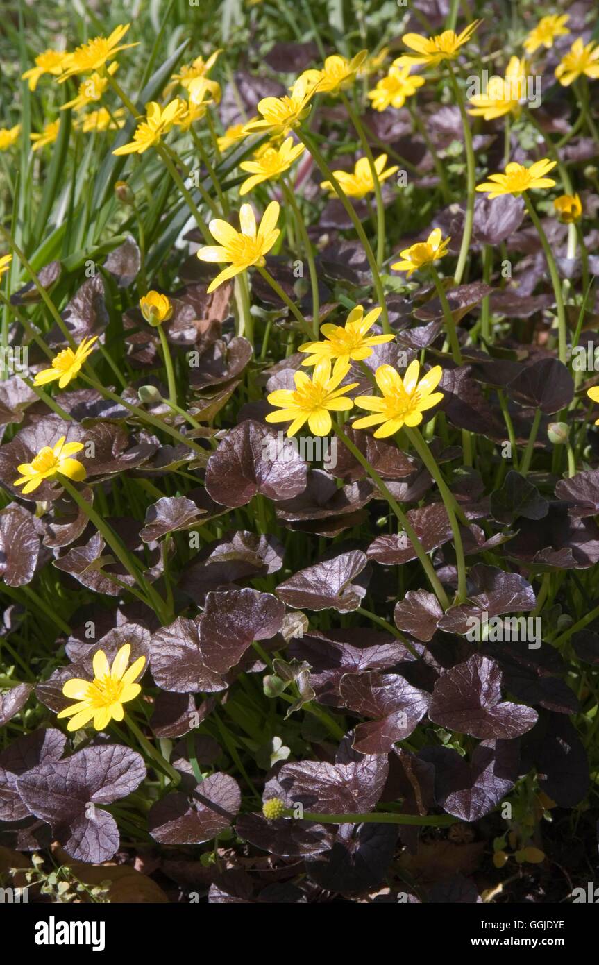 Brazen hussy hi-res stock photography and images - Alamy