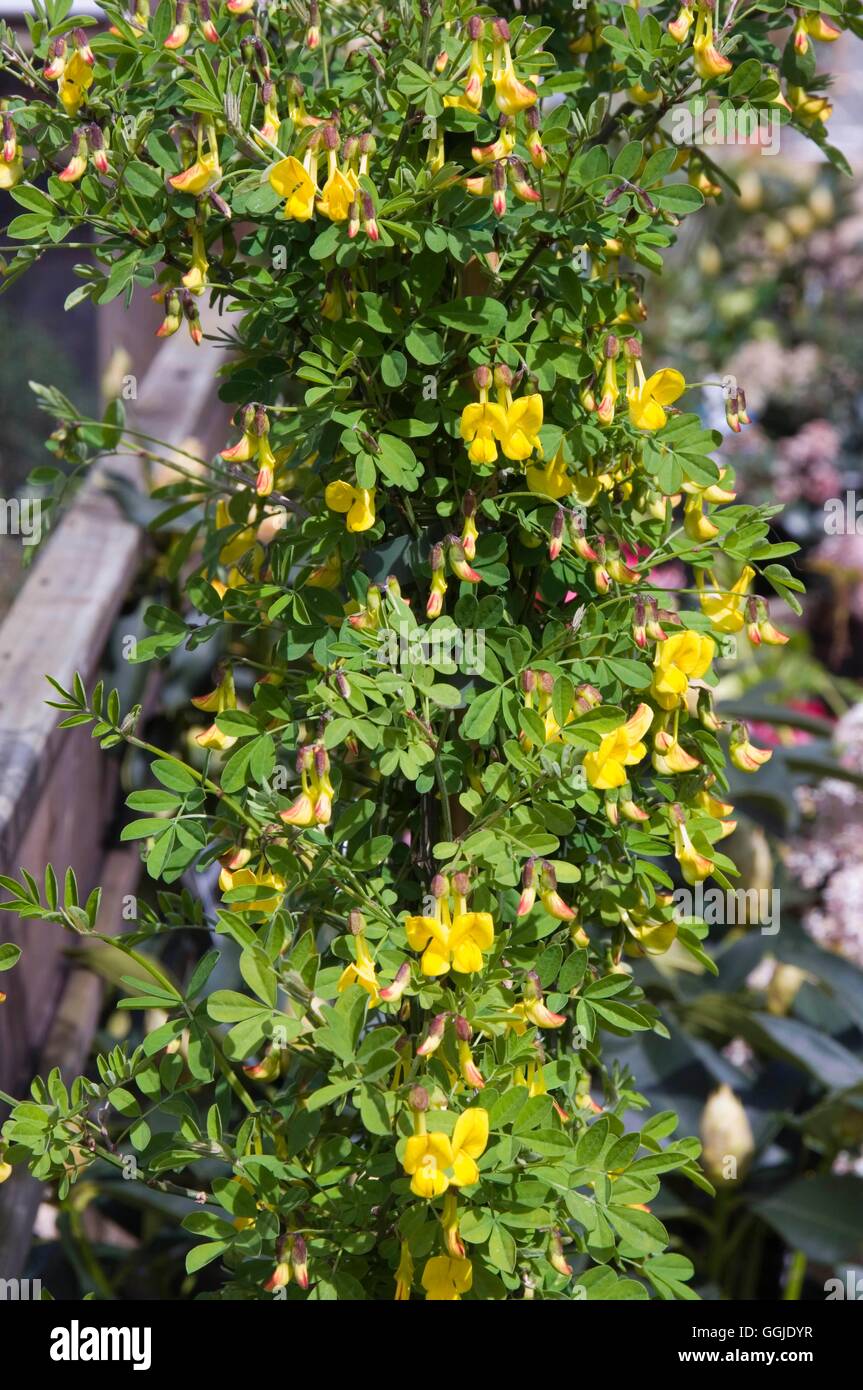 Hippocrepis emerus - (Syn. Coronilla emerus) MIW251083 Stock Photo - Alamy