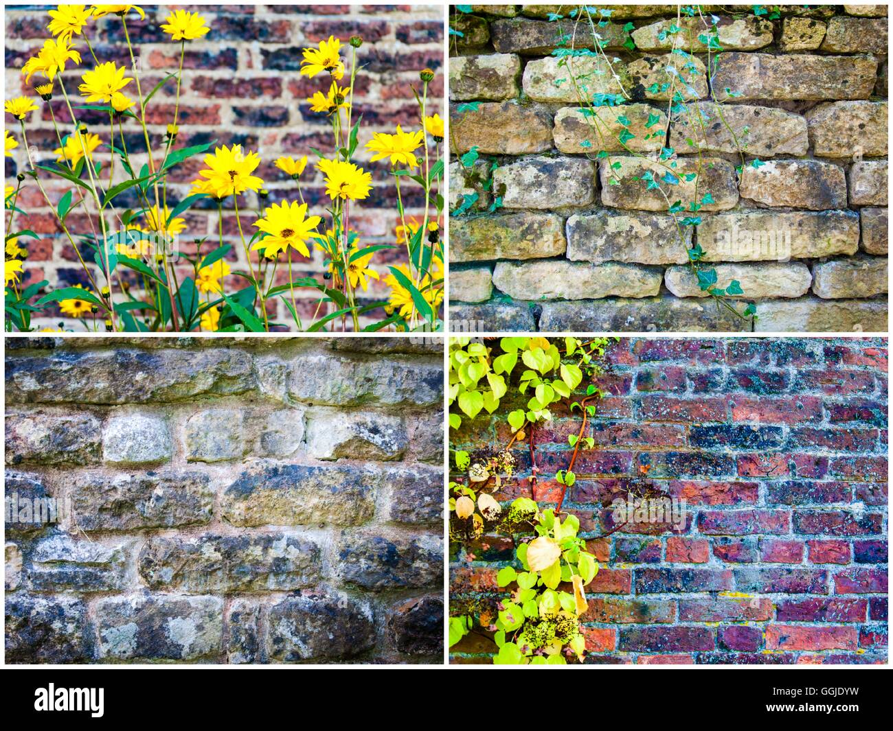 Photo collage of stone wall backgrounds with ivy leaves Stock Photo - Alamy