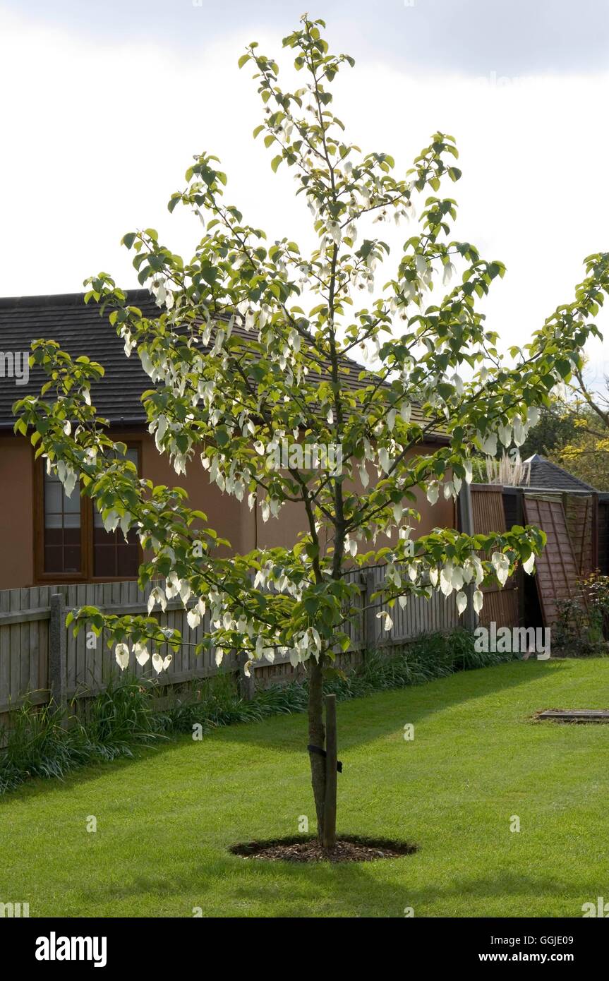 Davidia involucrata- - Pocket-hankderchief Tree ""Dove Tree ...