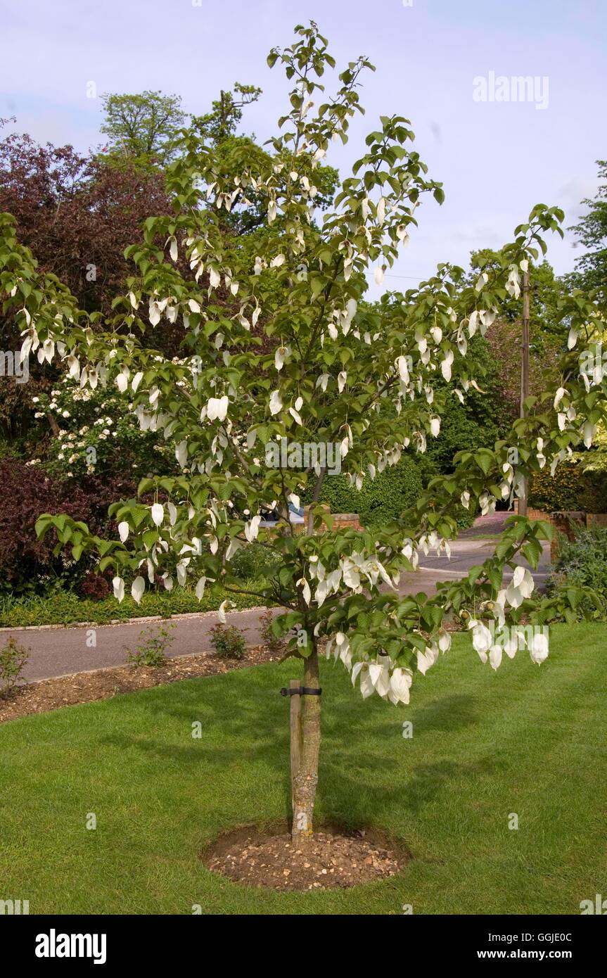 Davidia involucrata- - Pocket-hankerchief Tree ""Dove Tree""" MIW251097 ...