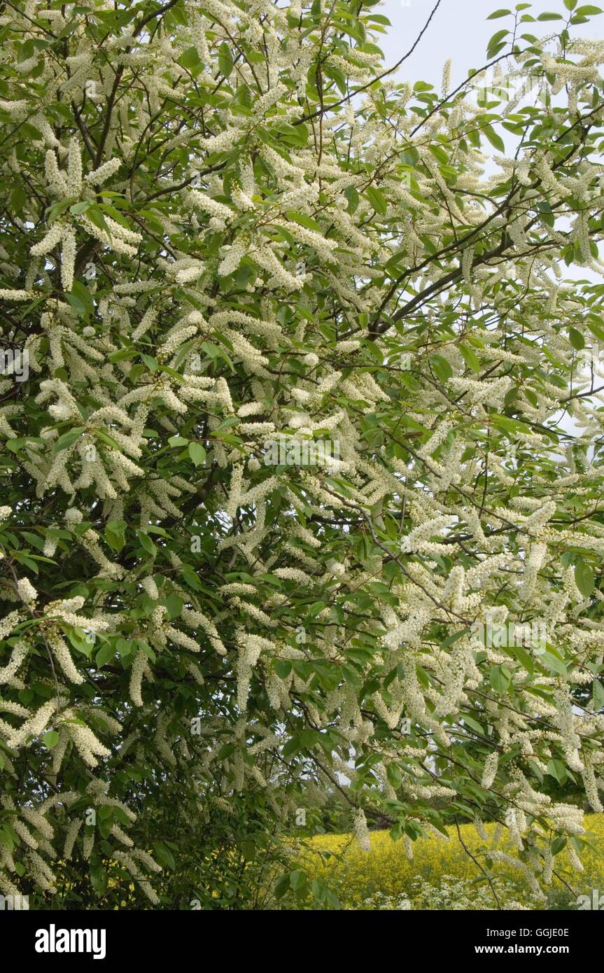 Prunus padus bird hi-res stock photography and images - Alamy