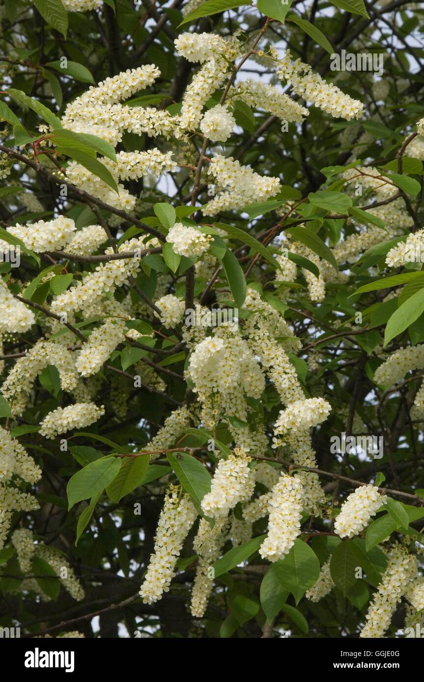 Prunus padus- - Bird Cherry MIW251100 Stock Photo - Alamy