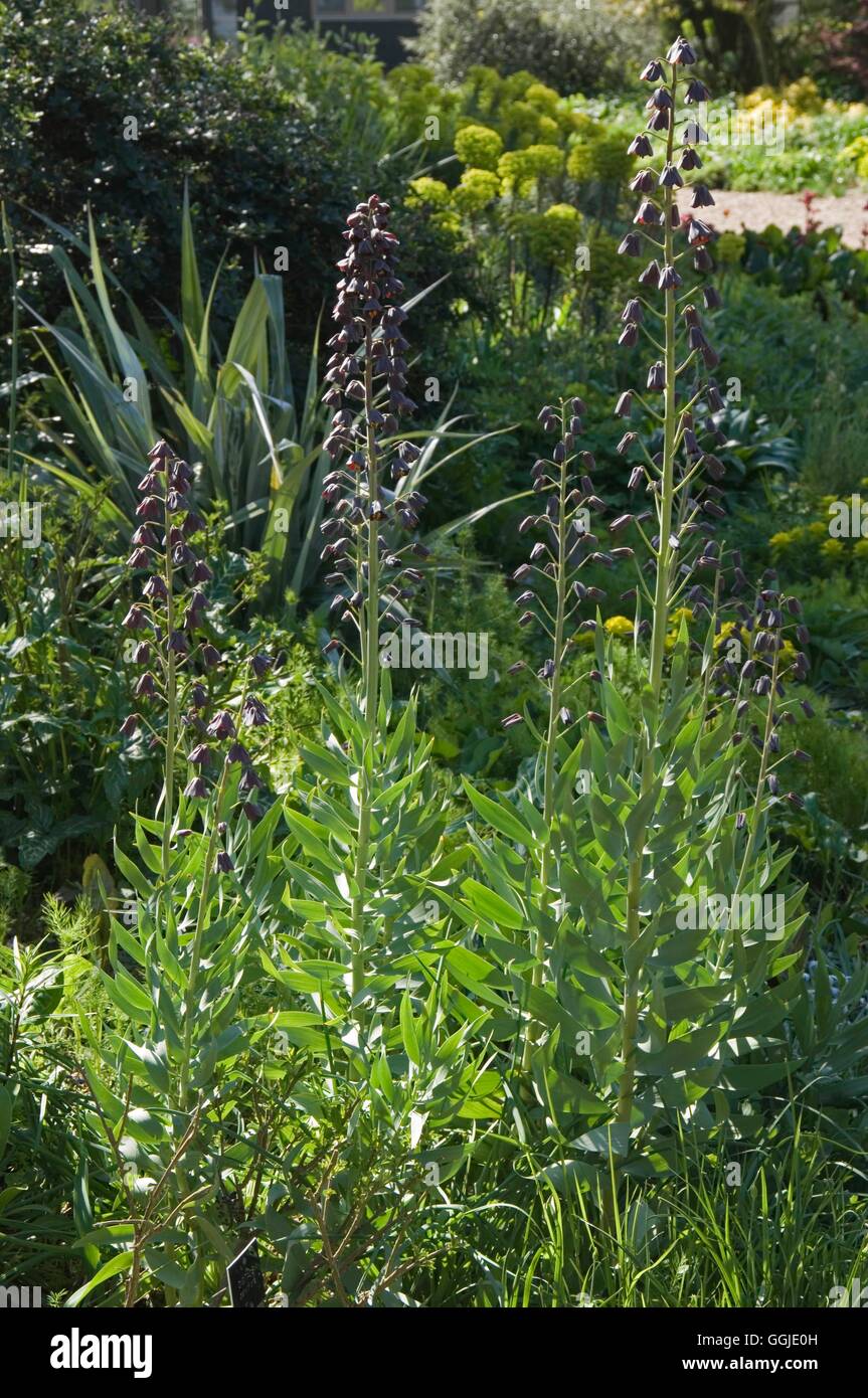 Black fritillary hi-res stock photography and images - Alamy