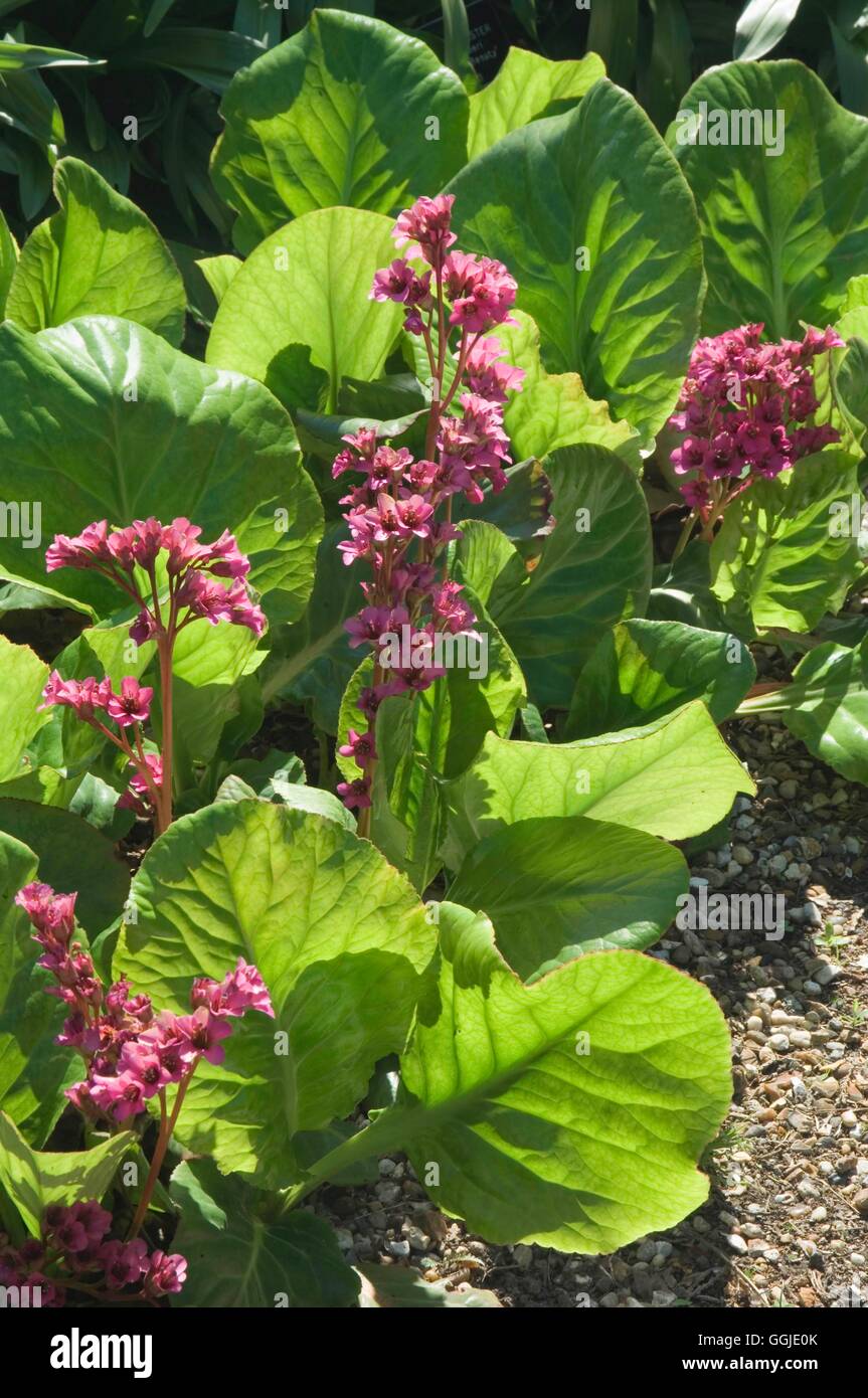 Lambrook hi-res stock photography and images - Alamy