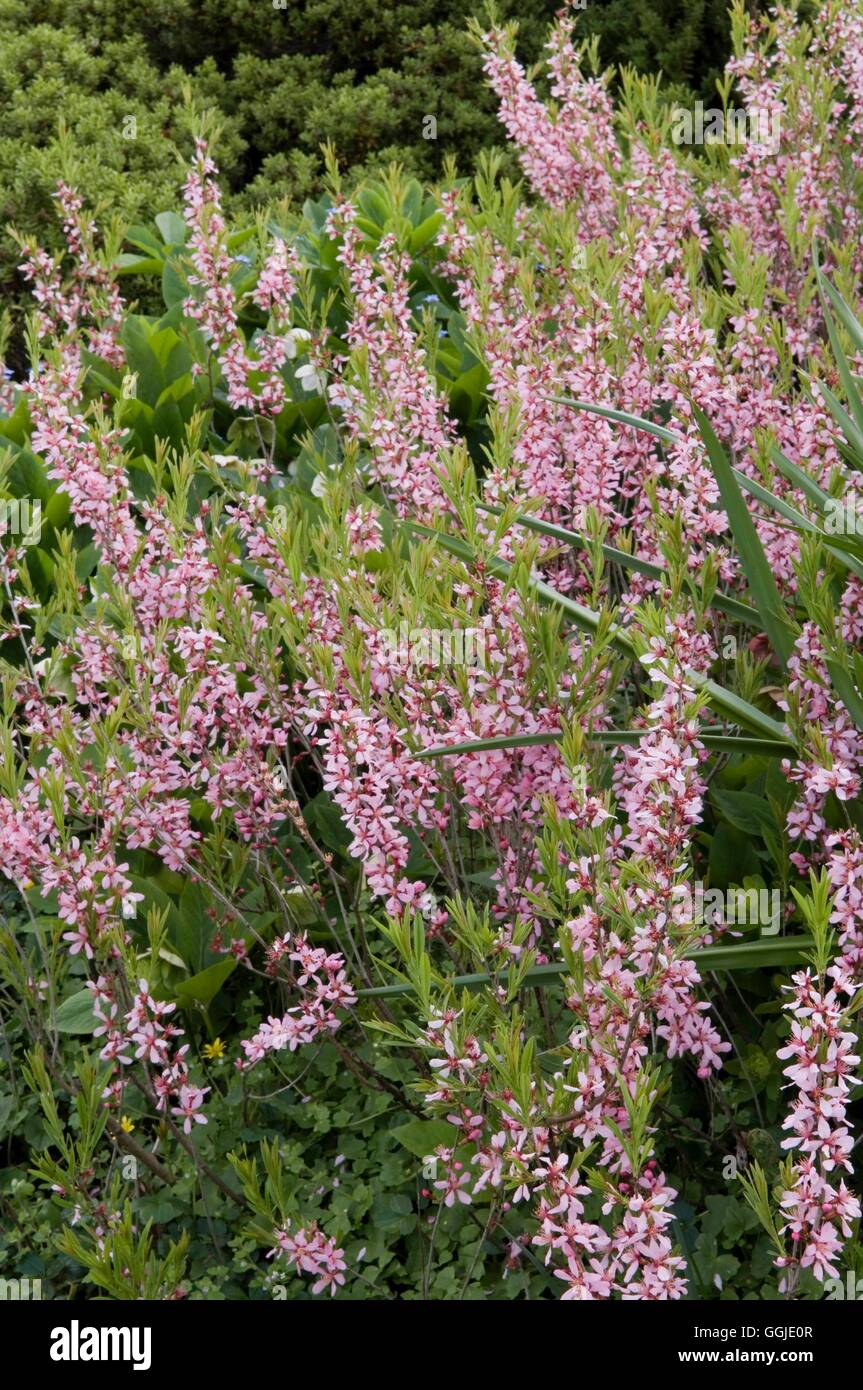 Prunus tenella - Dwarf Russian Almond MIW251106 Stock Photo - Alamy