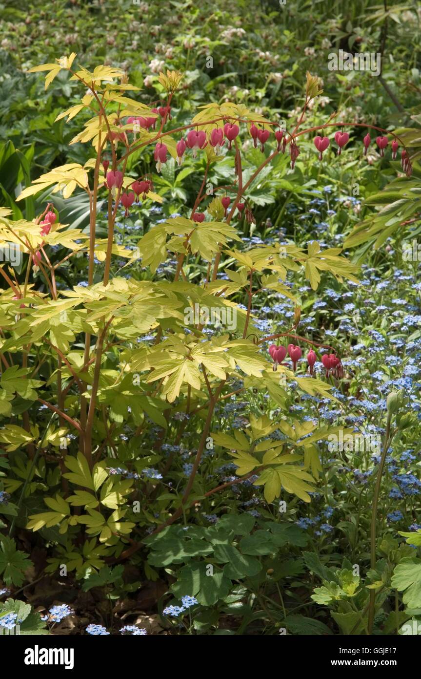 Dicentra spectabilis golden heart hi-res stock photography and images ...