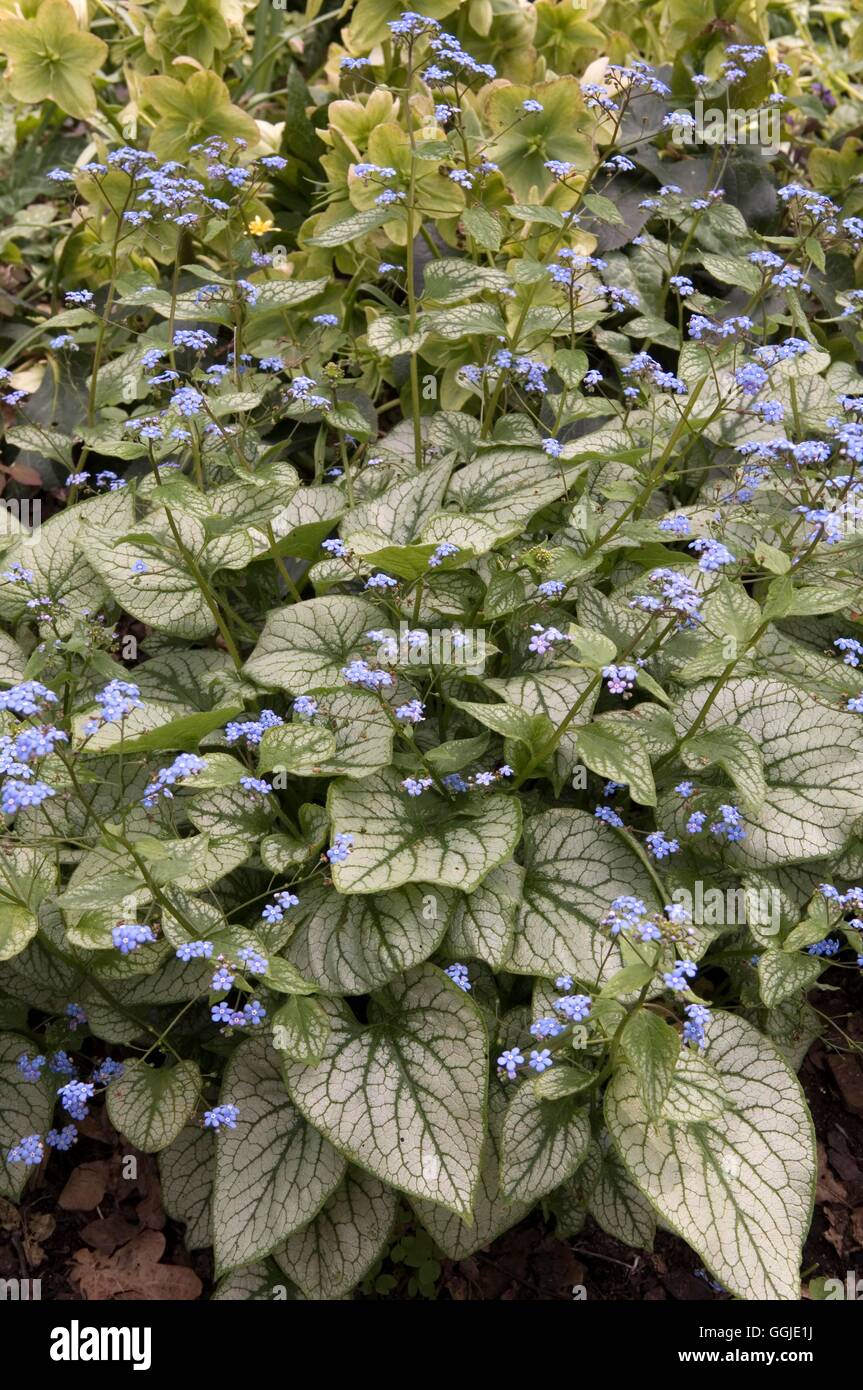 Brunnera macrophylla - 'Jack Frost' MIW251123 Stock Photo - Alamy