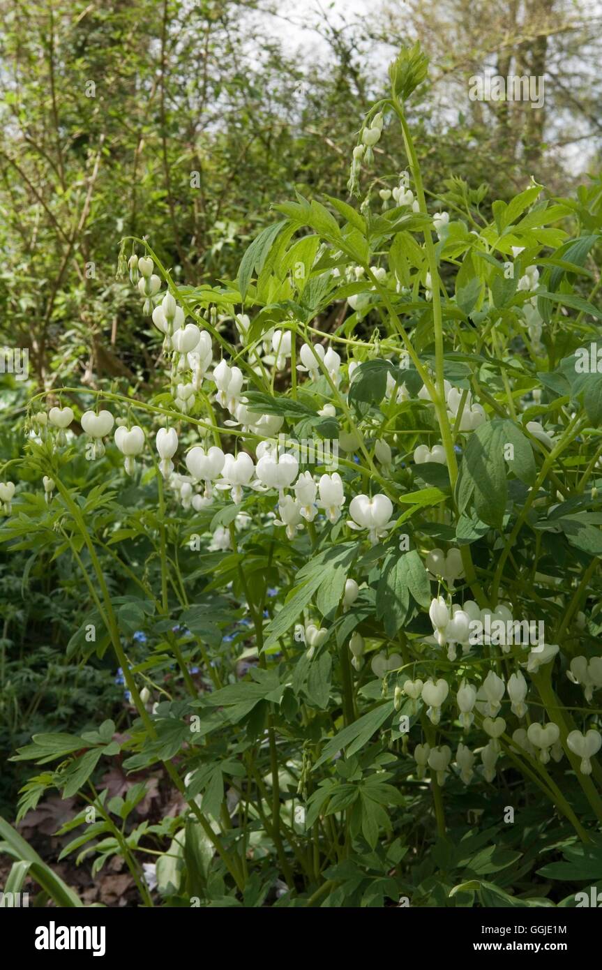 Dicentra spectabilis alba hi-res stock photography and images - Alamy