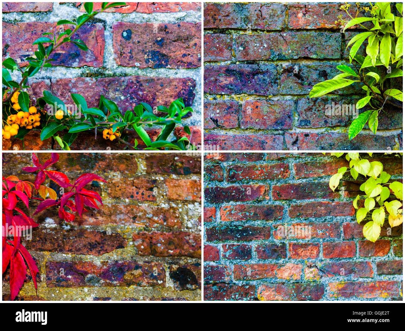 Photo collage of stone wall backgrounds with ivy leaves Stock Photo - Alamy