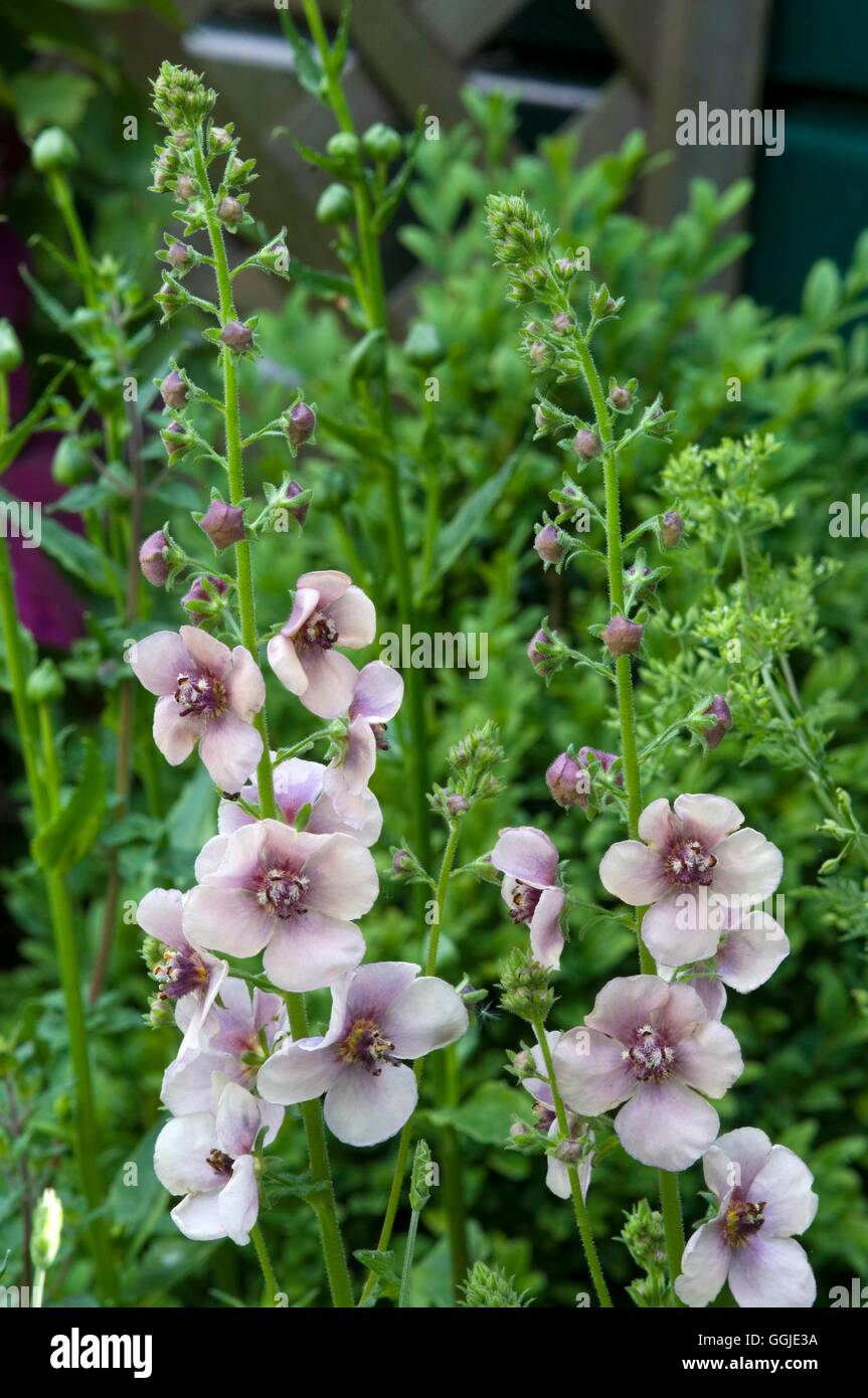 Blushingbride hi-res stock photography and images - Alamy