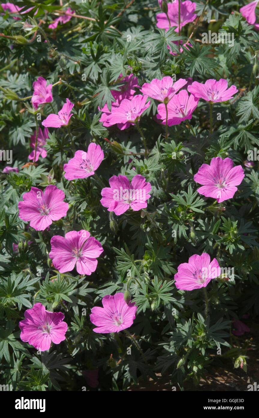 Geranium sanguineum- 'Alan Bloom MIW251160 Stock Photo - Alamy