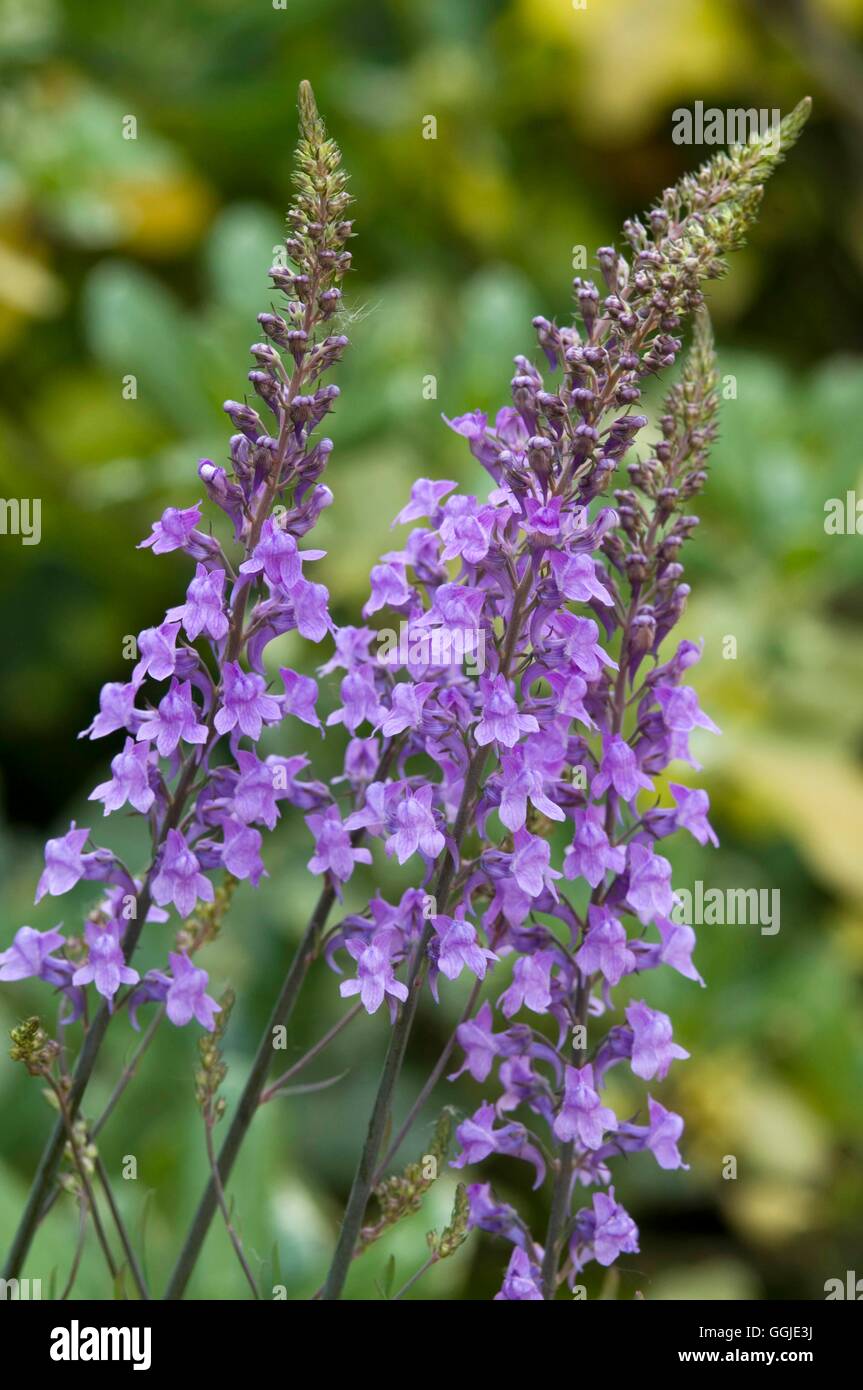 Linaria hi-res stock photography and images - Alamy