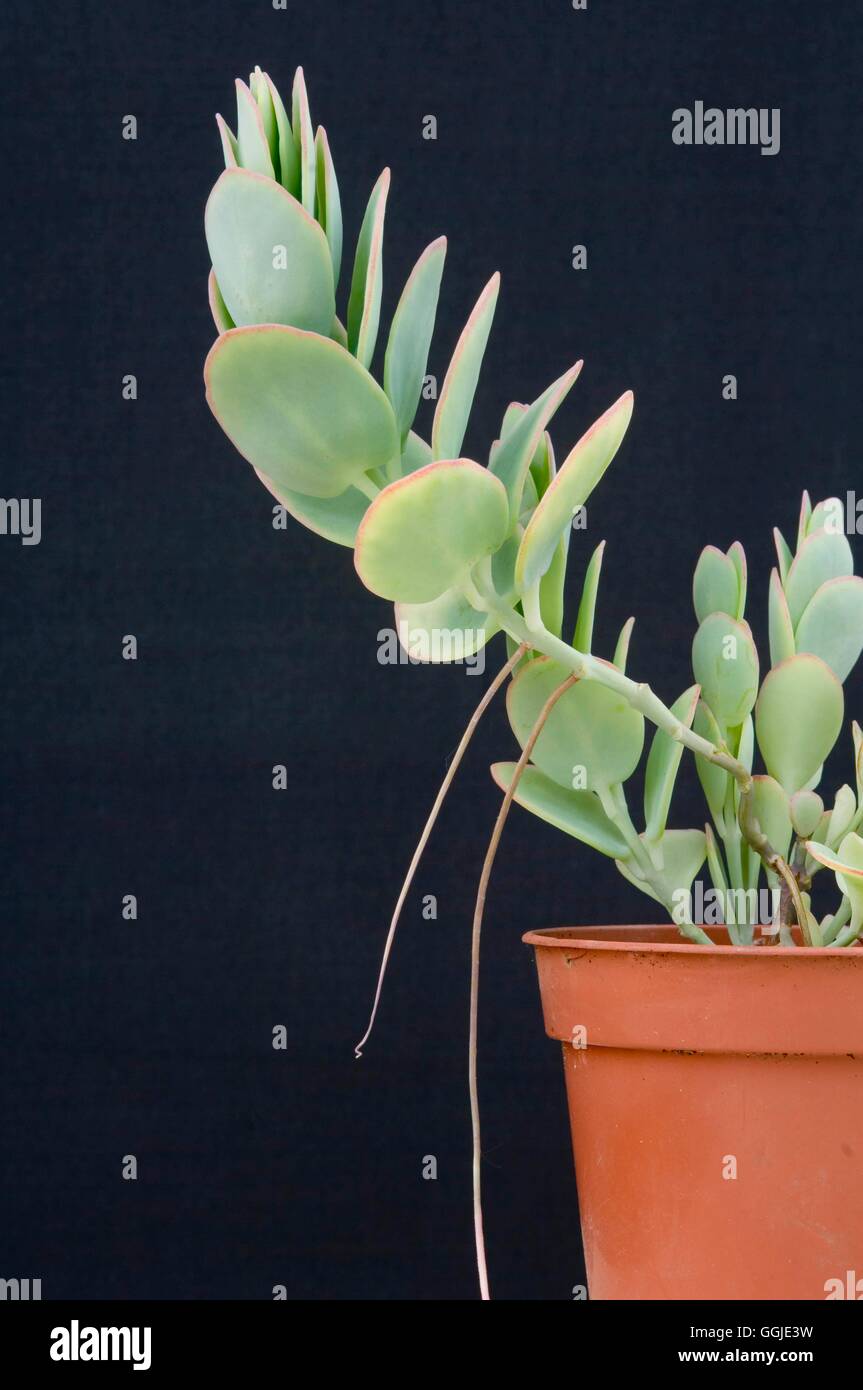 Succulent roots hi-res stock photography and images - Alamy