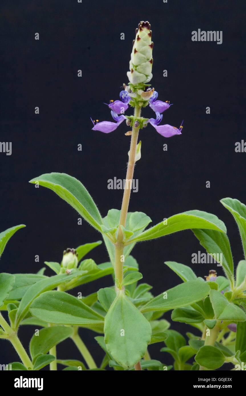 Ornatus hi-res stock photography and images - Alamy