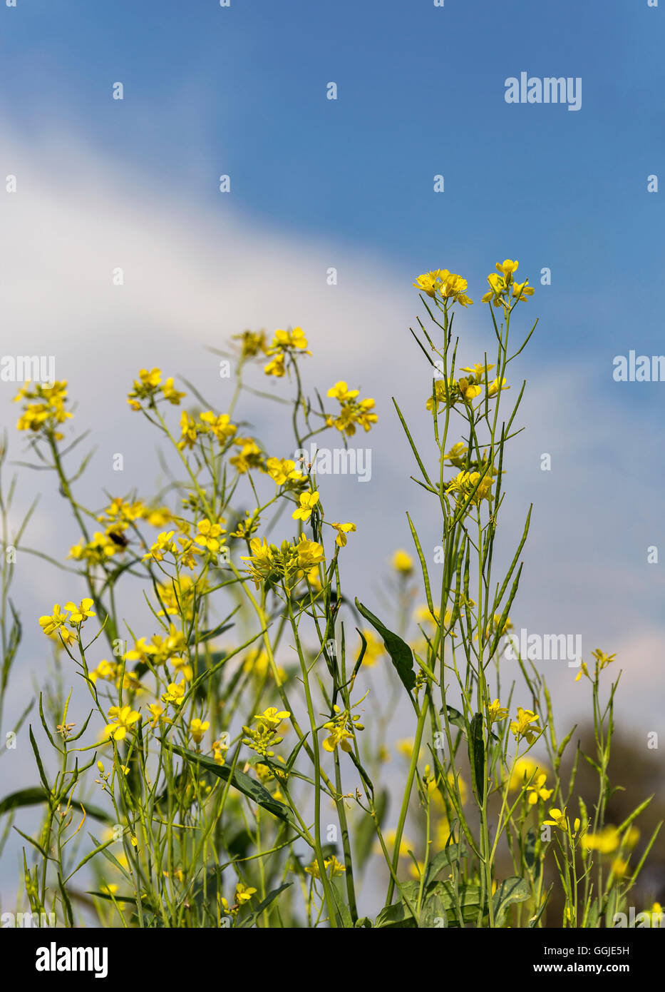 Flowering oilseed rape flower field against blue sky closeup Stock ...