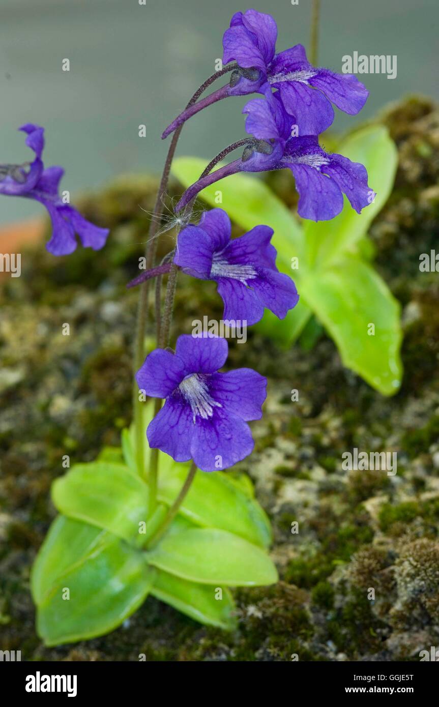Pinguicula grandiflora hi-res stock photography and images - Alamy