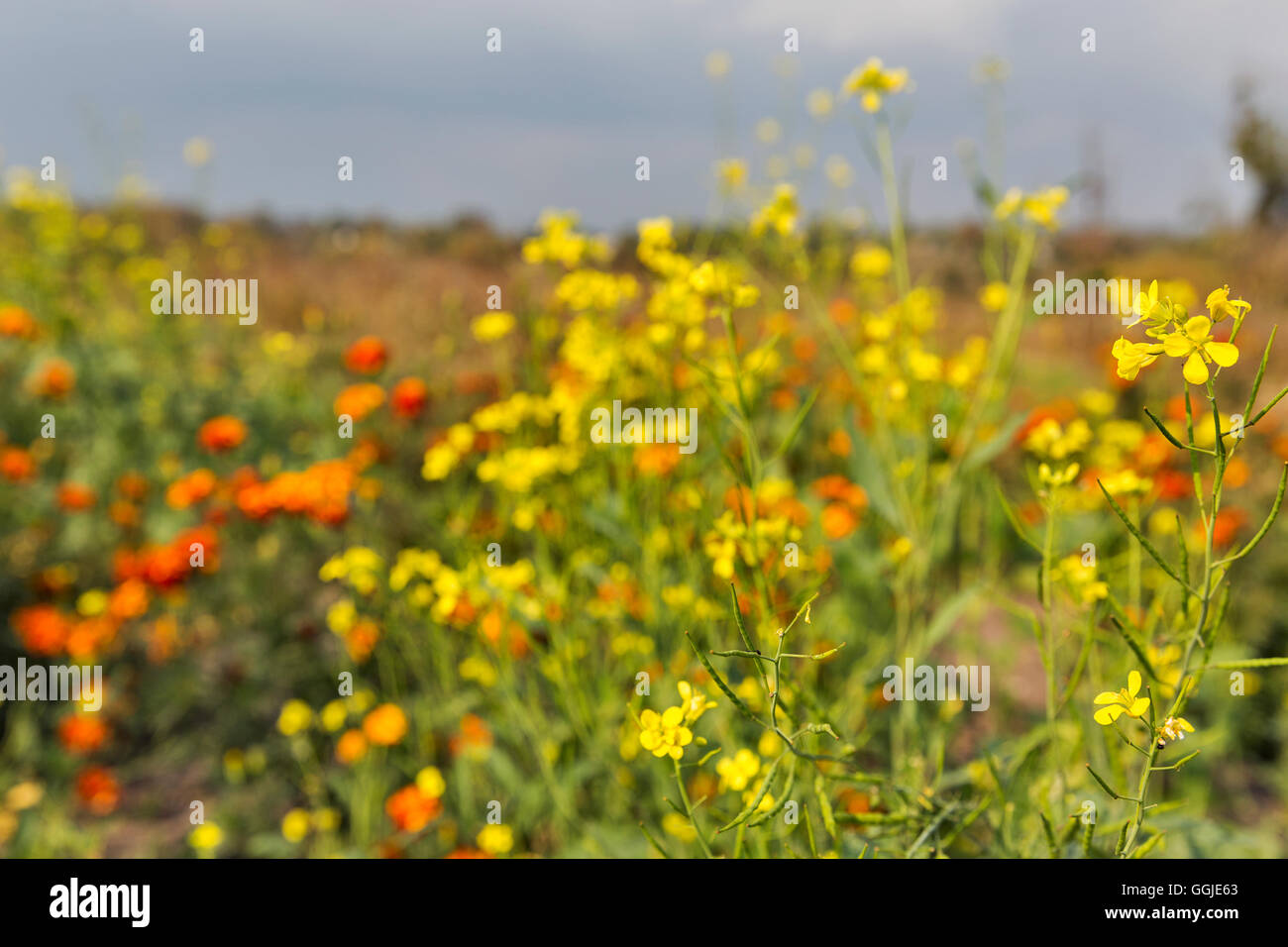 A variety of different colorful flowers in the field. Focus on ...