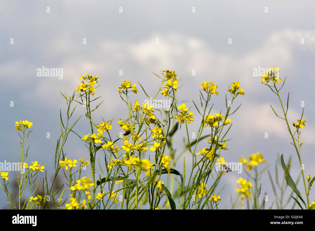 Flowering oilseed rape flower field against blue sky closeup Stock ...