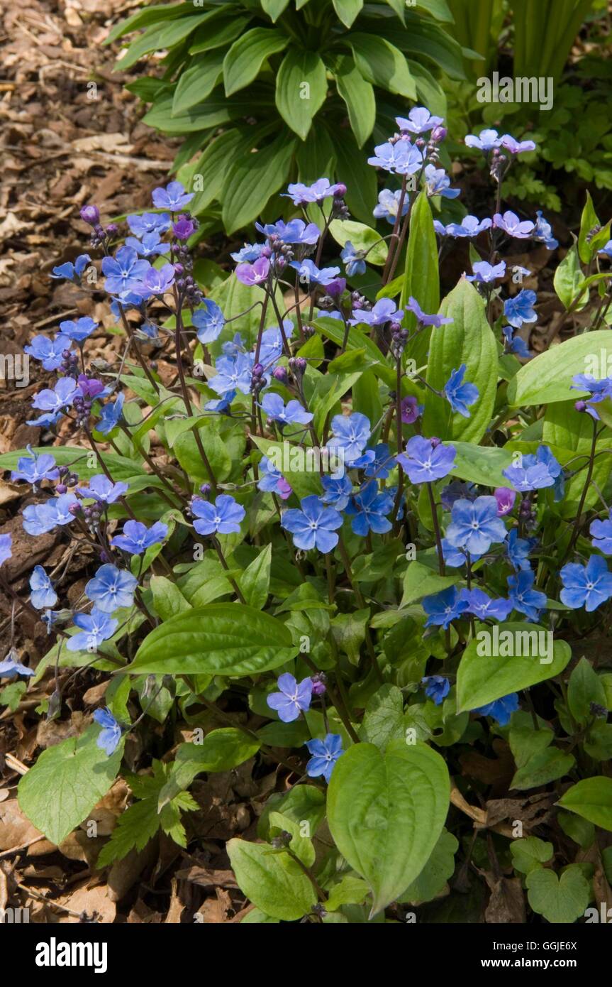 Omphalodes cappadocica hi-res stock photography and images - Alamy
