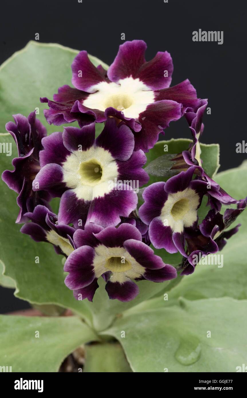 Auricula primula hi-res stock photography and images - Alamy