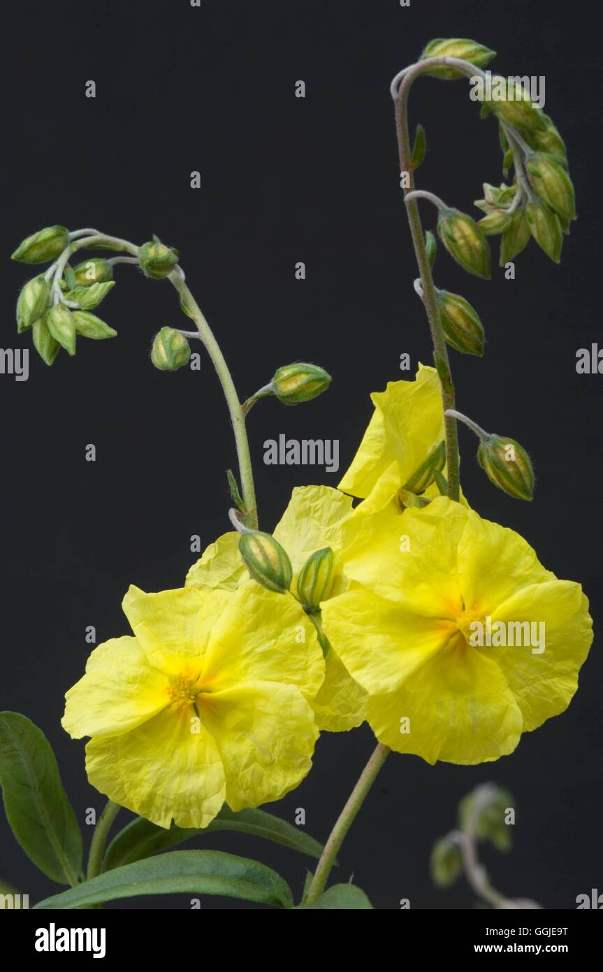 Helianthemum - 'Wisley Primrose' MIW251293 Stock Photo - Alamy