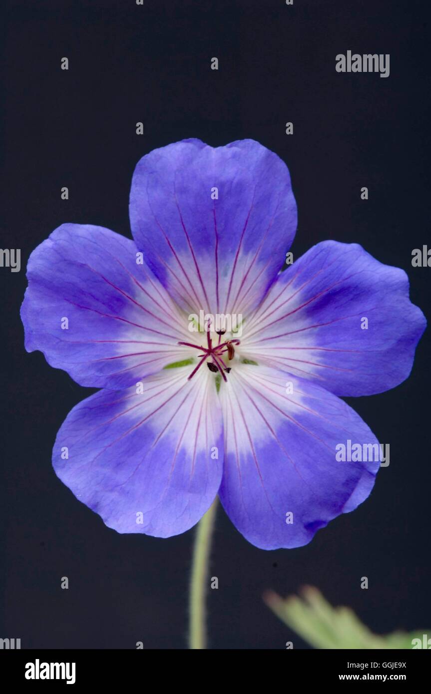 Hardy geranium blue hi-res stock photography and images - Alamy