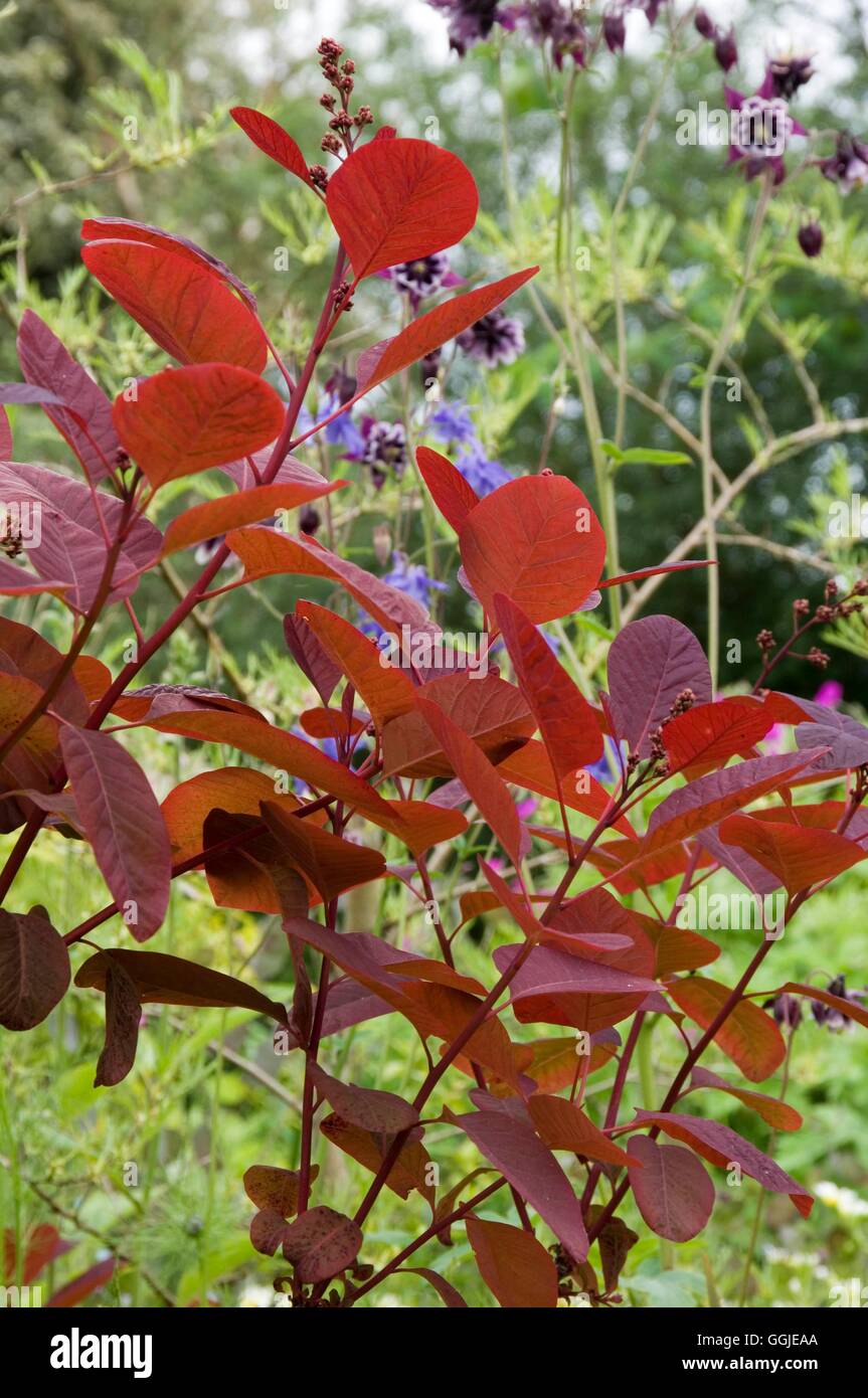 Cotinus grace hi-res stock photography and images - Alamy